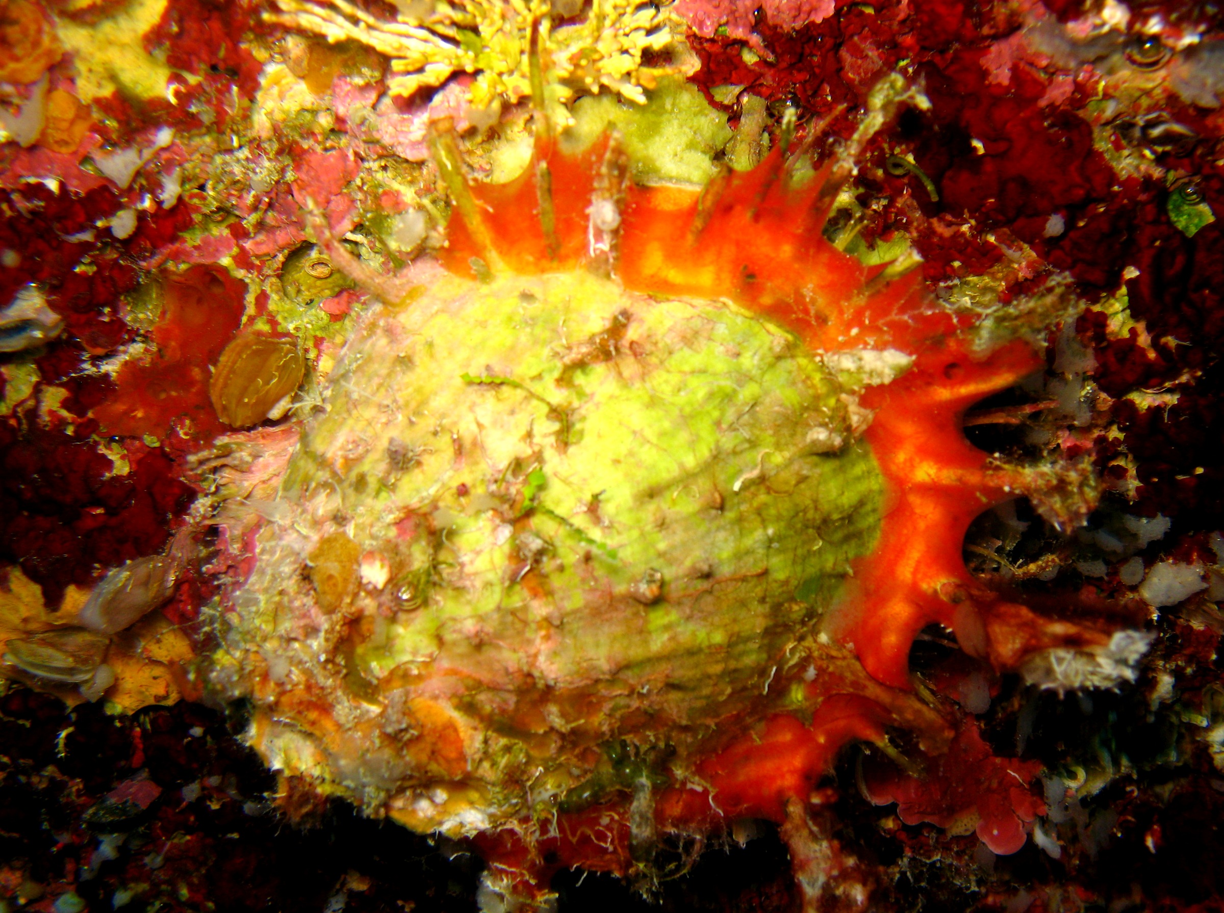 Florent's Guide To The Tropical Reefs - Fish, Creatures and Corals