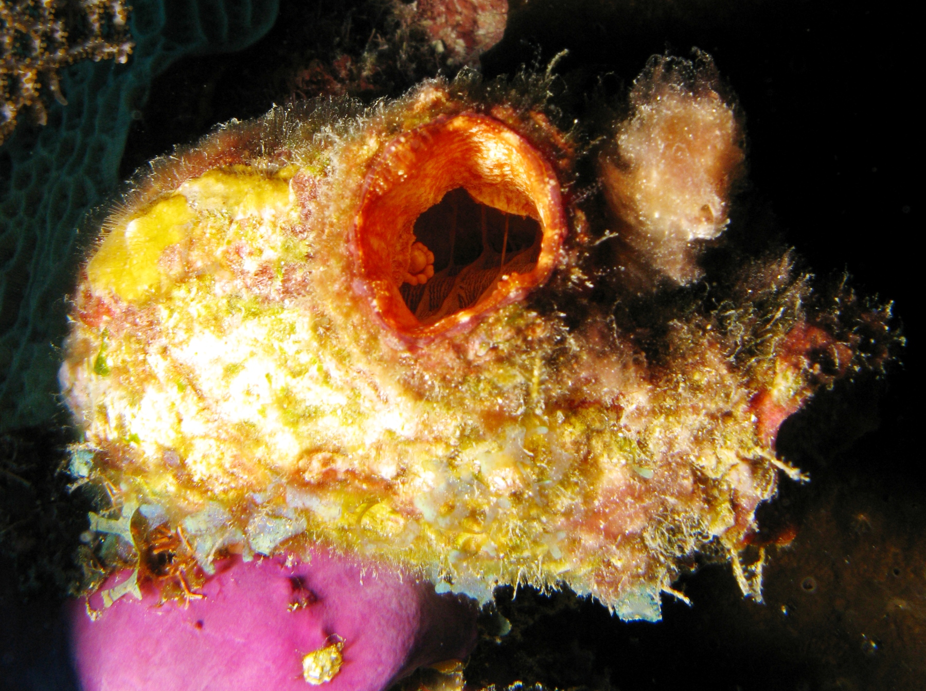 Florent's Guide To The Tropical Reefs - Fish, Creatures and Corals