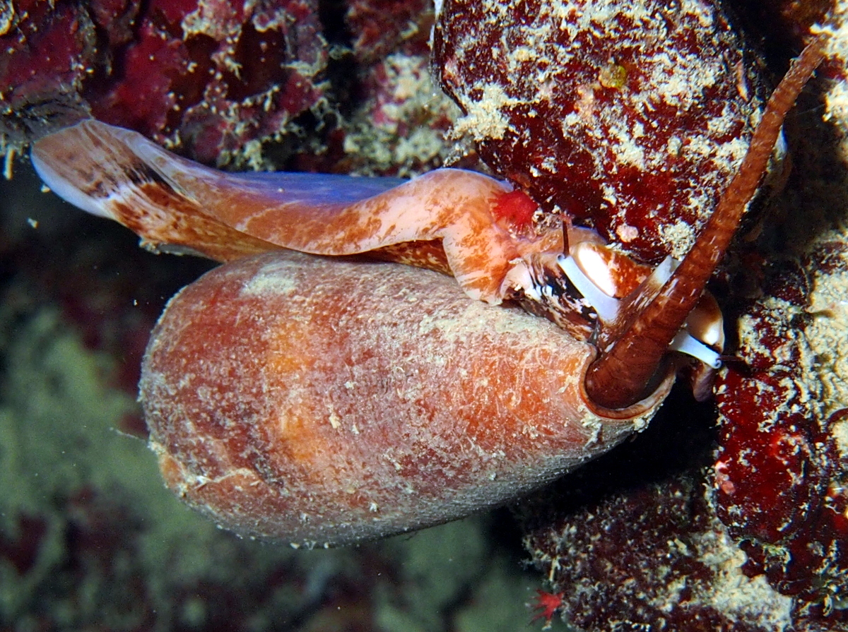 Florent's Guide To The Tropical Reefs - Fish, Creatures and Corals